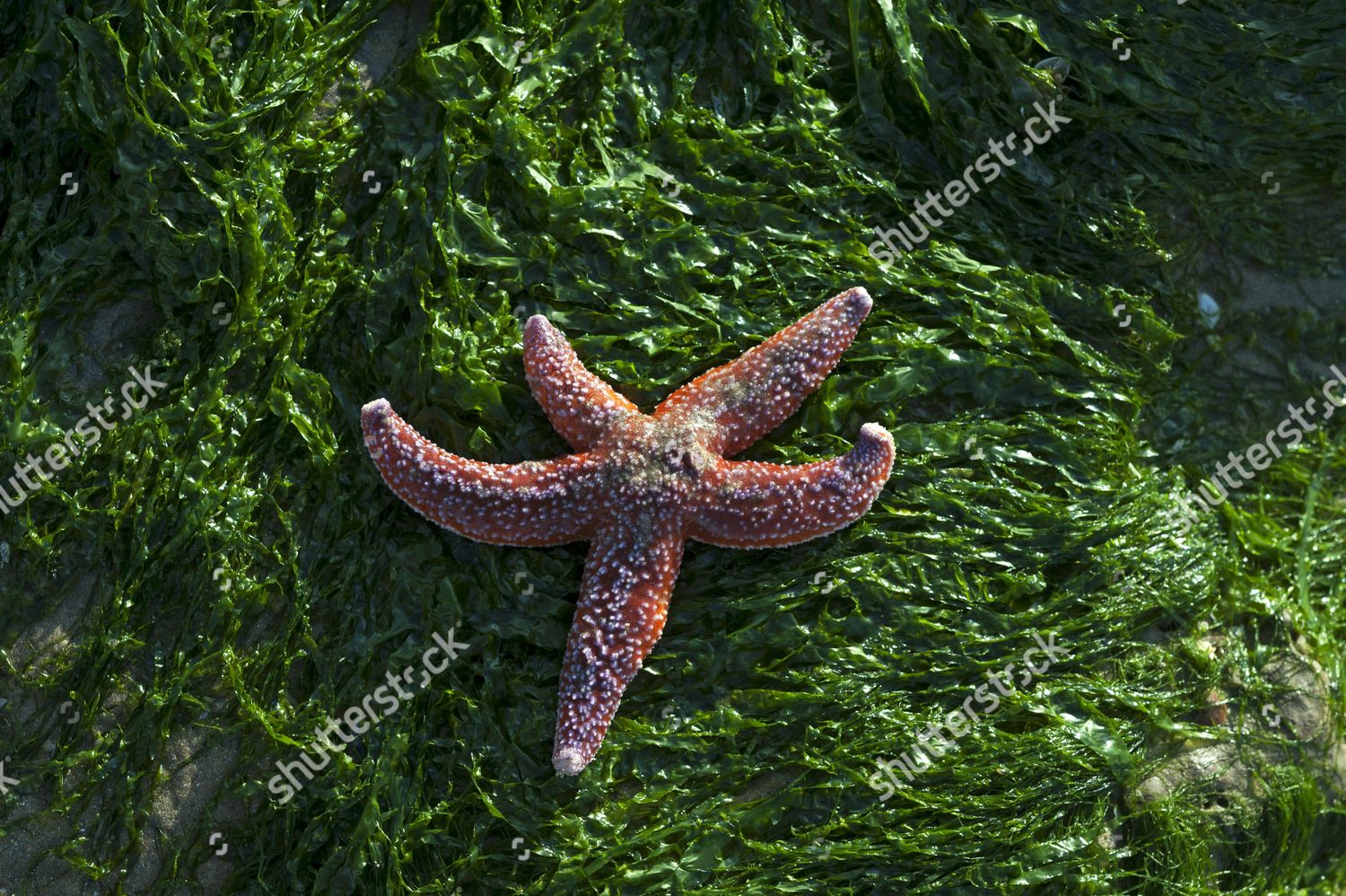 Starfish Asteroidea On Seaweed Low Tide Editorial Stock Photo - Stock ...
