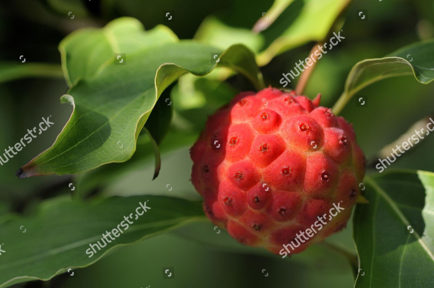 Chinese Kousa Dogwood Cornus Kuosa Var Editorial Stock Photo - Stock ...