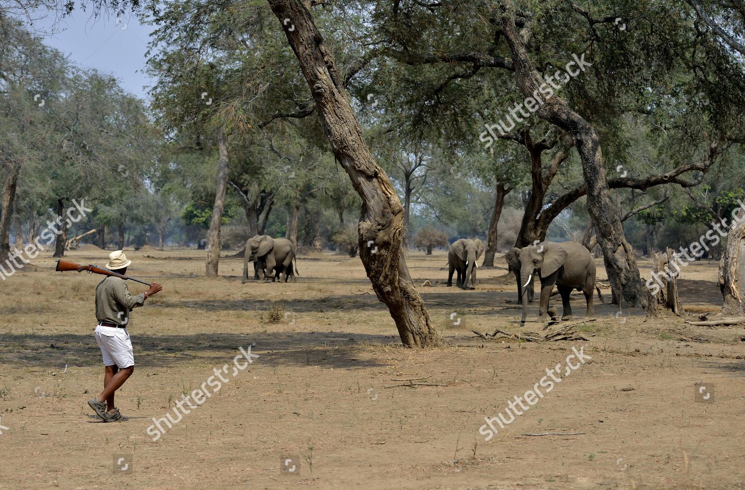 Armed Park Ranger Guide On Hike Editorial Stock Photo - Stock Image ...