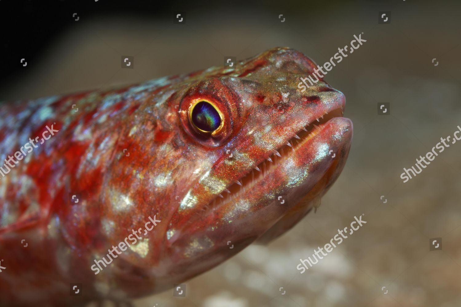 Variegated Lizardfish Synodus Variegatus Portrait Tukangbesi Editorial ...