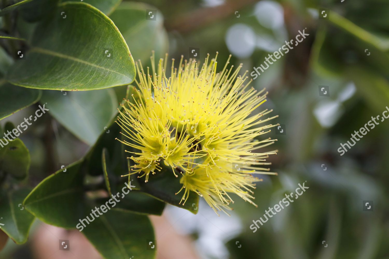Yellow Flower On Ohia Lehua Metrosideros Editorial Stock Photo - Stock ...