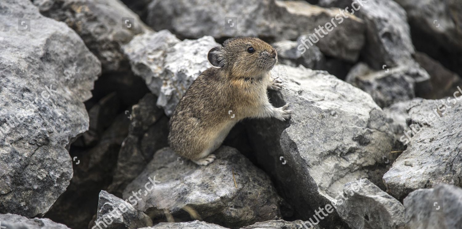 American Pika Ochotona Princeps On Lookout Editorial Stock Photo ...