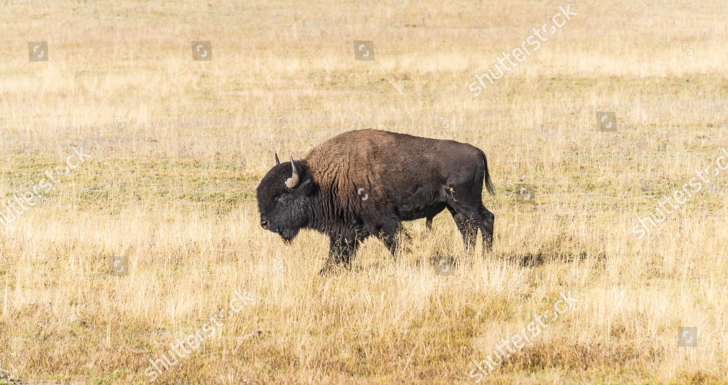 Beefalo Cattalo American Hybrid Hybrid North Editorial Stock Photo ...
