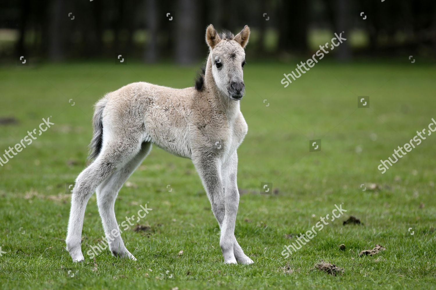 Duelmen Pony Colt Dulmen North Rhinewestphalia Editorial Stock Photo ...