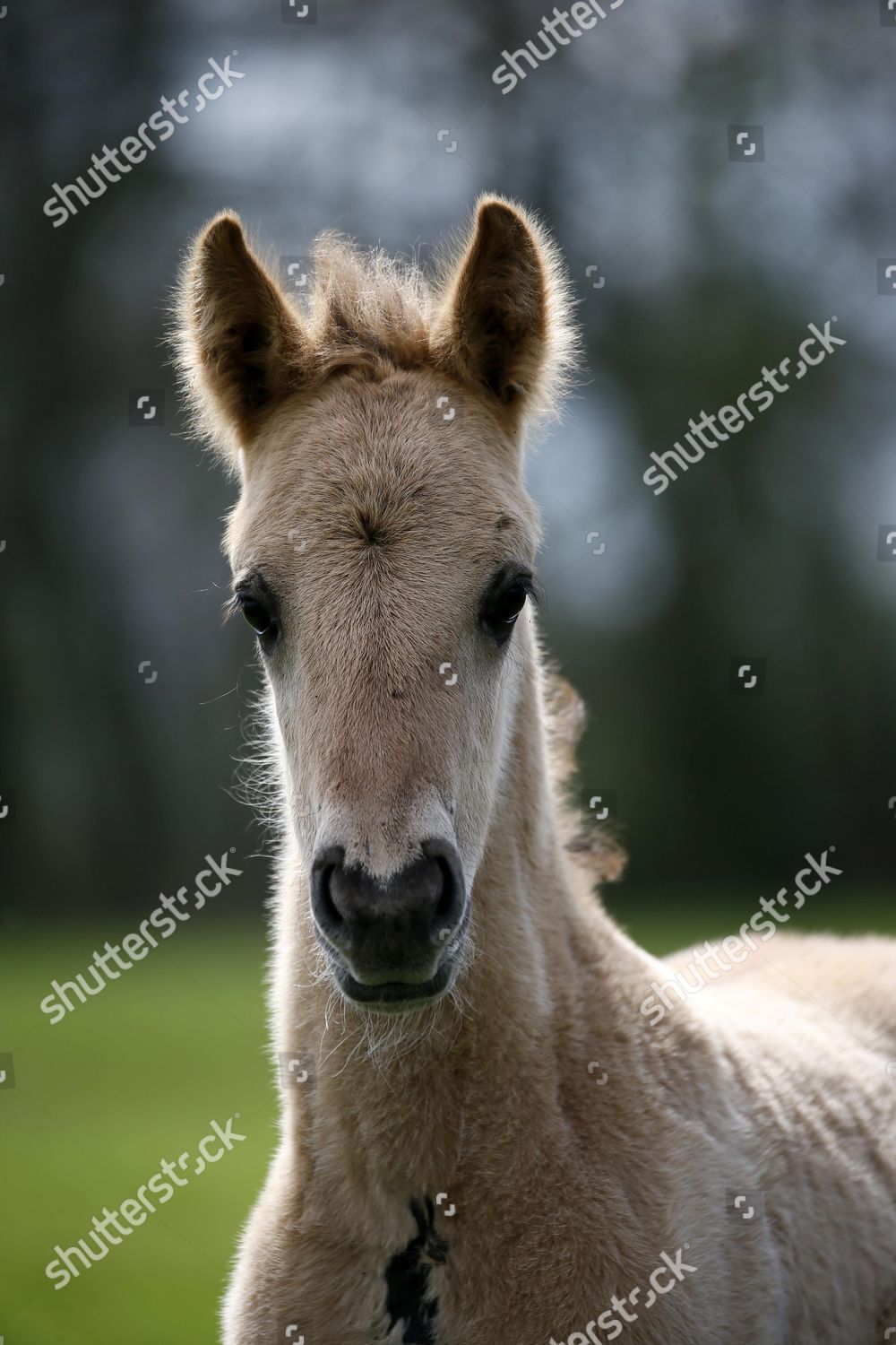Duelmen Pony Colt Dulmen North Rhinewestphalia Editorial Stock Photo ...