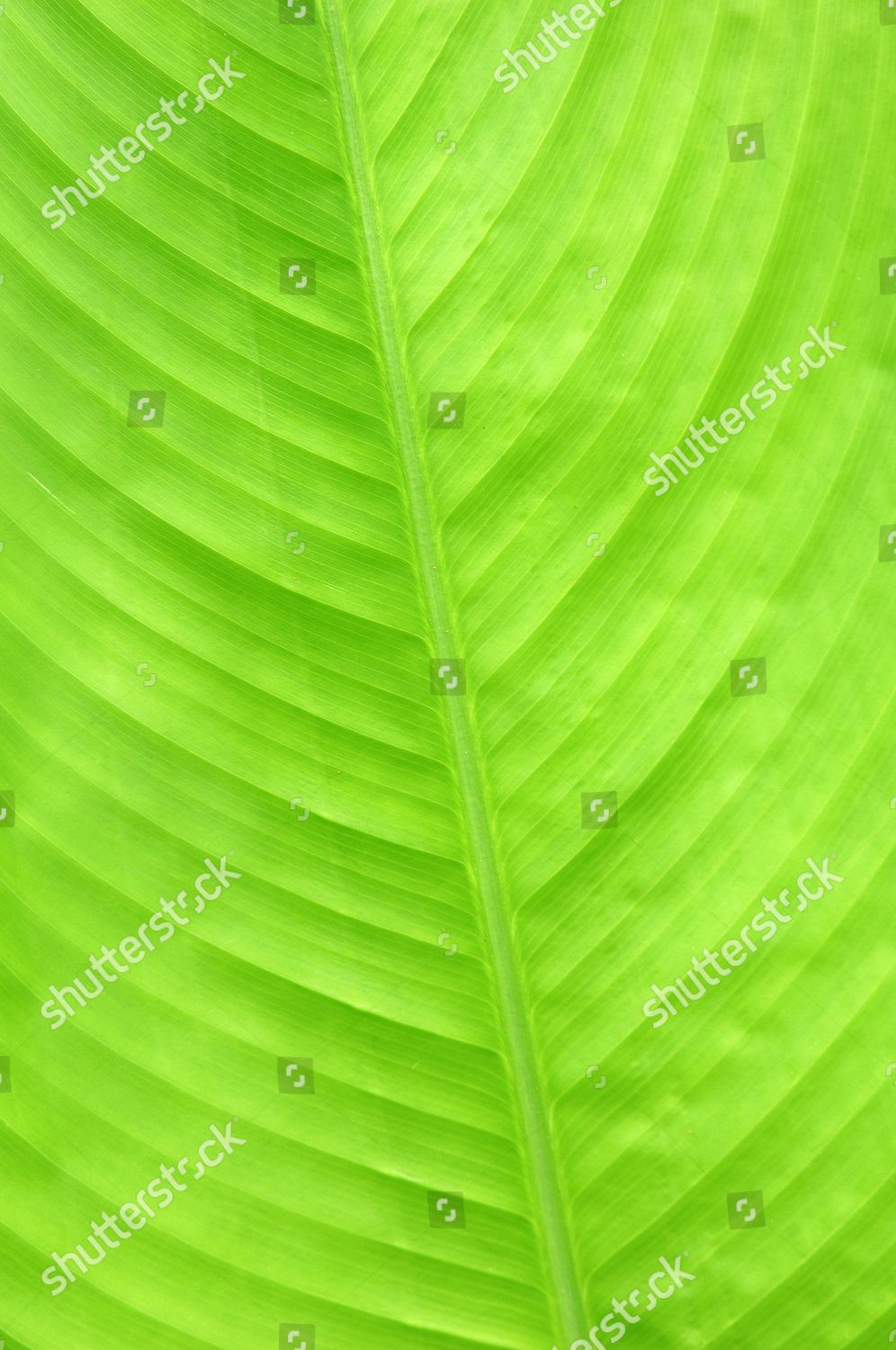 Alligator Flag Fire Flag Thalia Geniculata Editorial Stock Photo ...