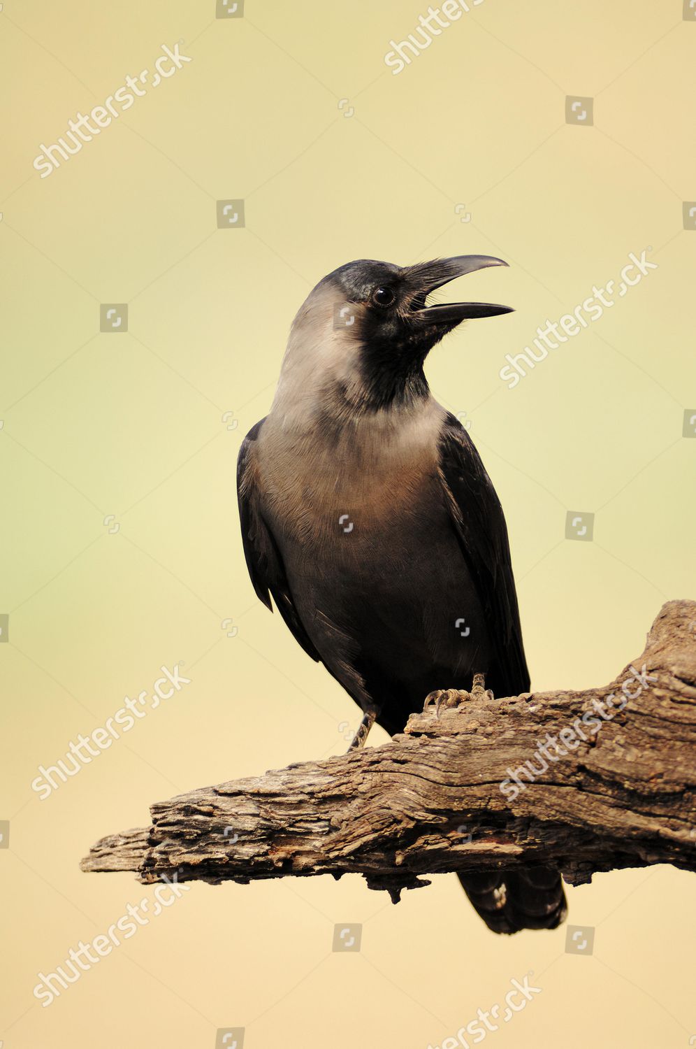 House Crow Colombo Crow Corvus Splendens Editorial Stock Photo - Stock ...