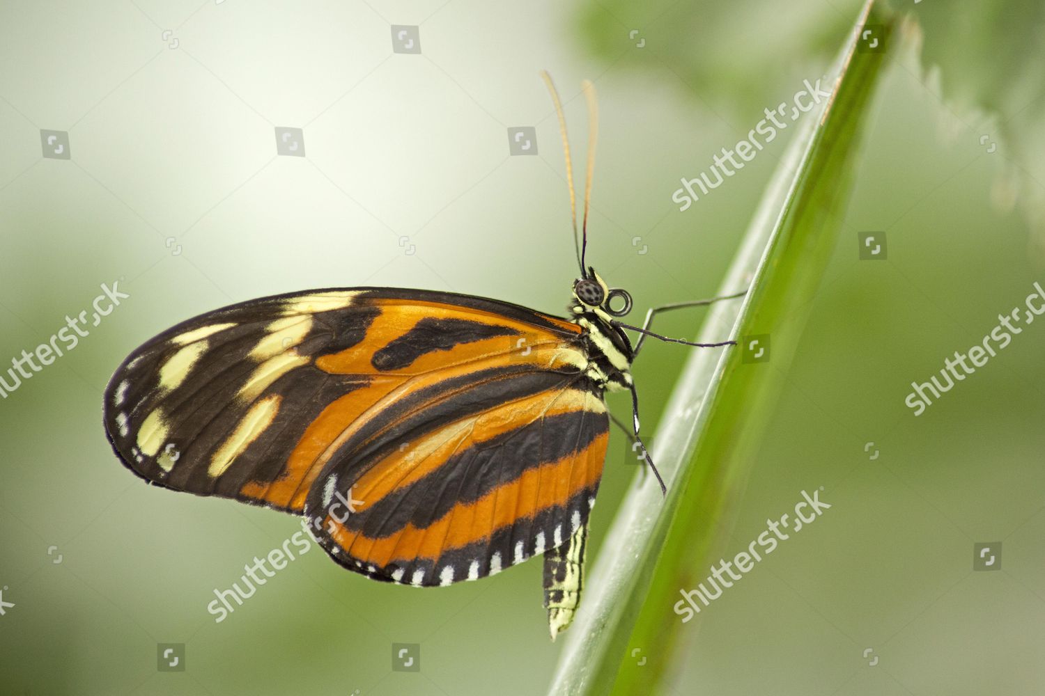 Ismenius Tiger Tiger Heliconian Heliconius Ismenius Editorial Stock ...
