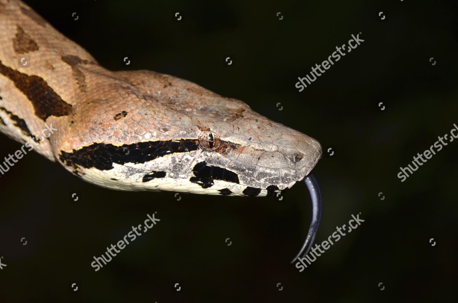 Madagascar Ground Boa Acrantophis Madagascariensis Forests Editorial ...