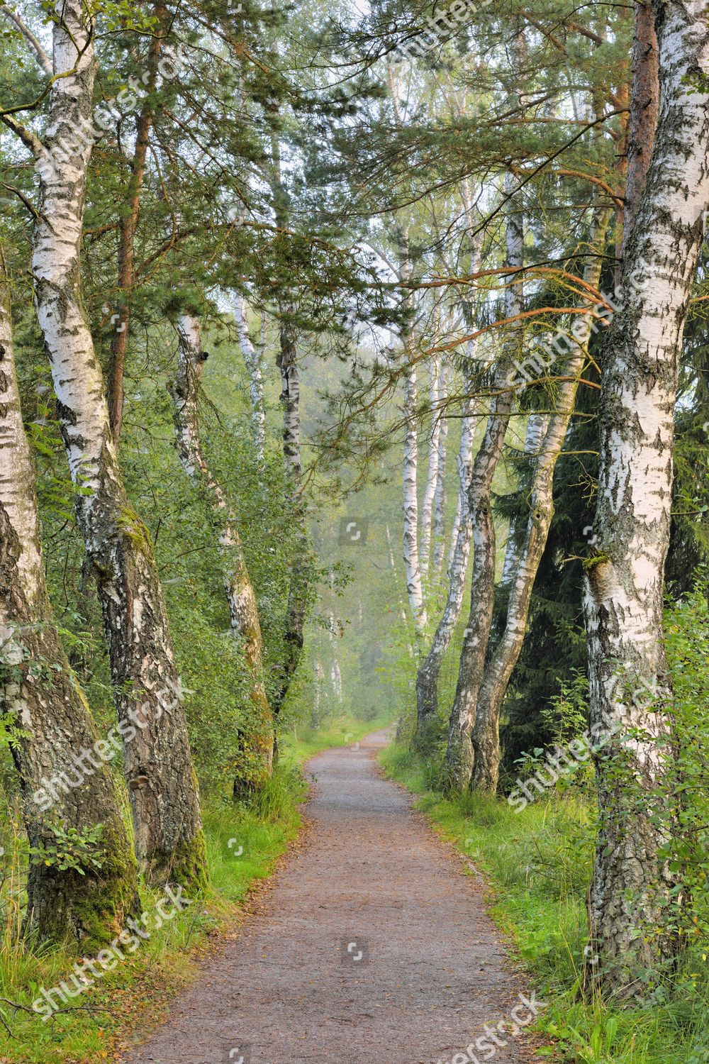 Path Lined Birch Trees Trail Schwenninger Editorial Stock Photo - Stock ...