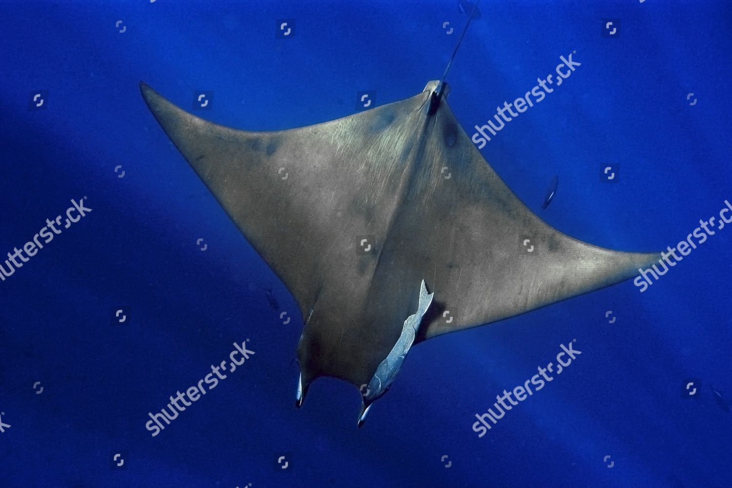 Mobula Ray Mobula Tarapacana St Peter Editorial Stock Photo - Stock ...