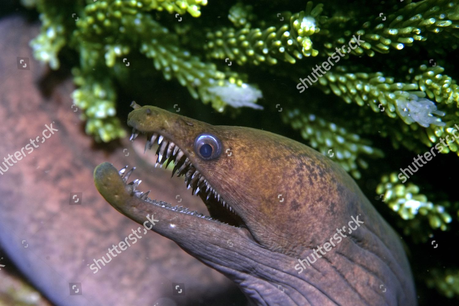 Viper Moray Mulatto Conger Enchelycore Nigricans Editorial Stock Photo ...