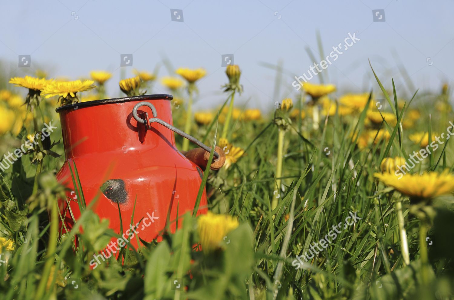 Old Red Milk Can Churn Dandelion Editorial Stock Photo - Stock Image ...