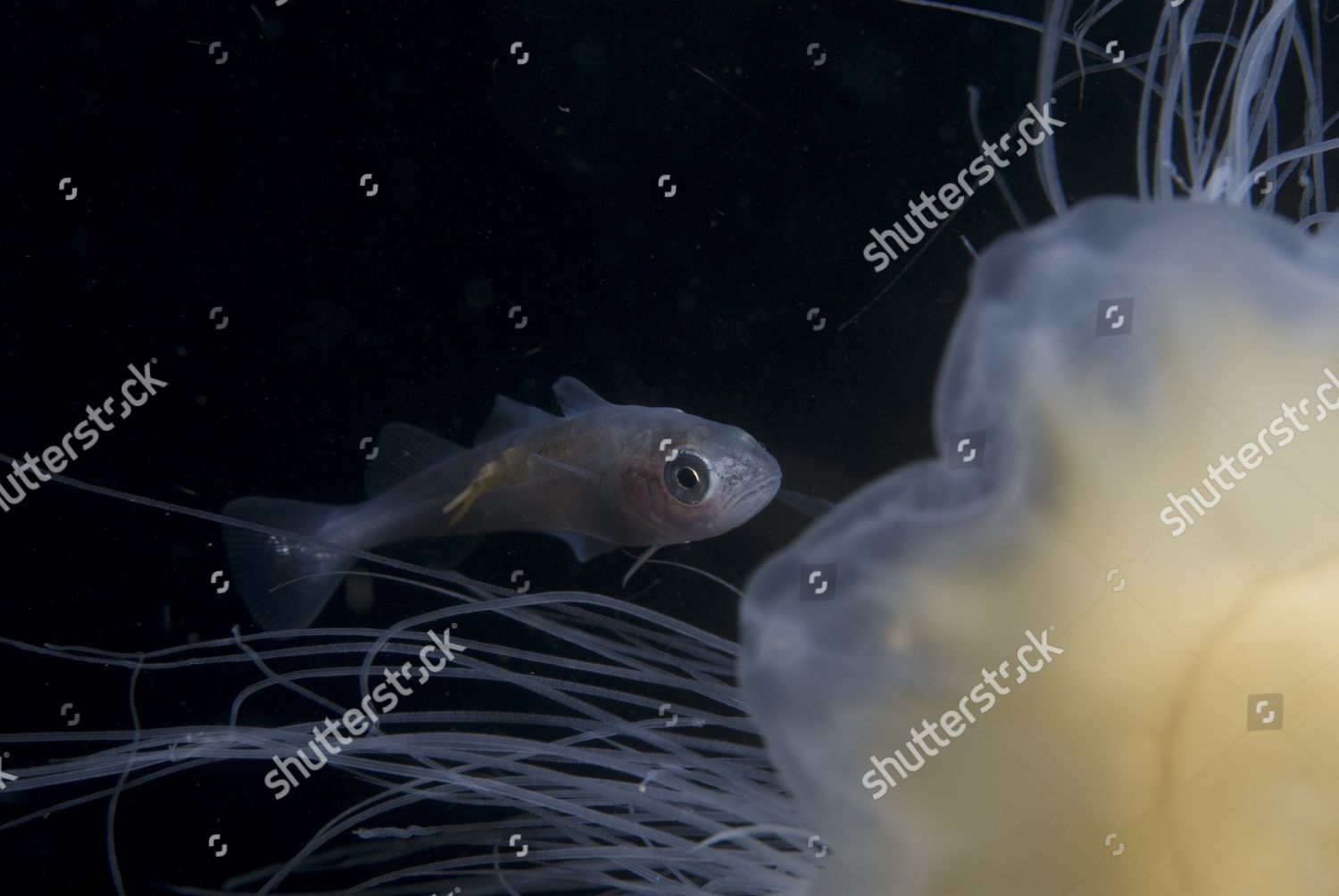 Juvenile Whiting Merlangius Merlangius Showing Parasite Editorial Stock ...