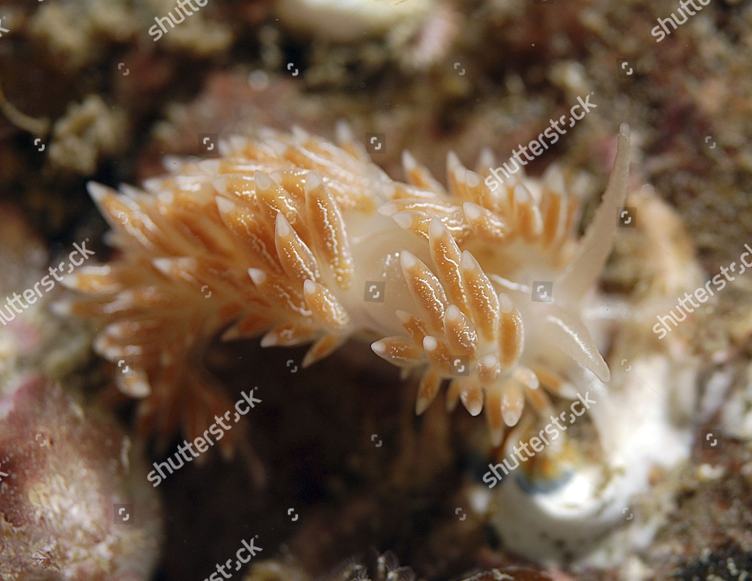 Lined Nudibranch Coryphella Lineata Fawn Coloured Editorial Stock Photo ...