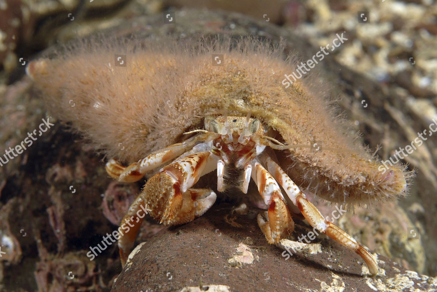Hermit Crab Hydroid Hydractinia Echinata On Editorial Stock Photo ...