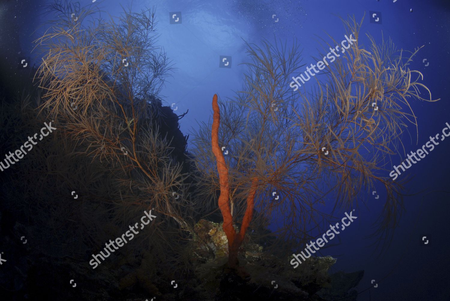 Red Rope Sponges Aplysina Caulifrons On Editorial Stock Photo - Stock ...