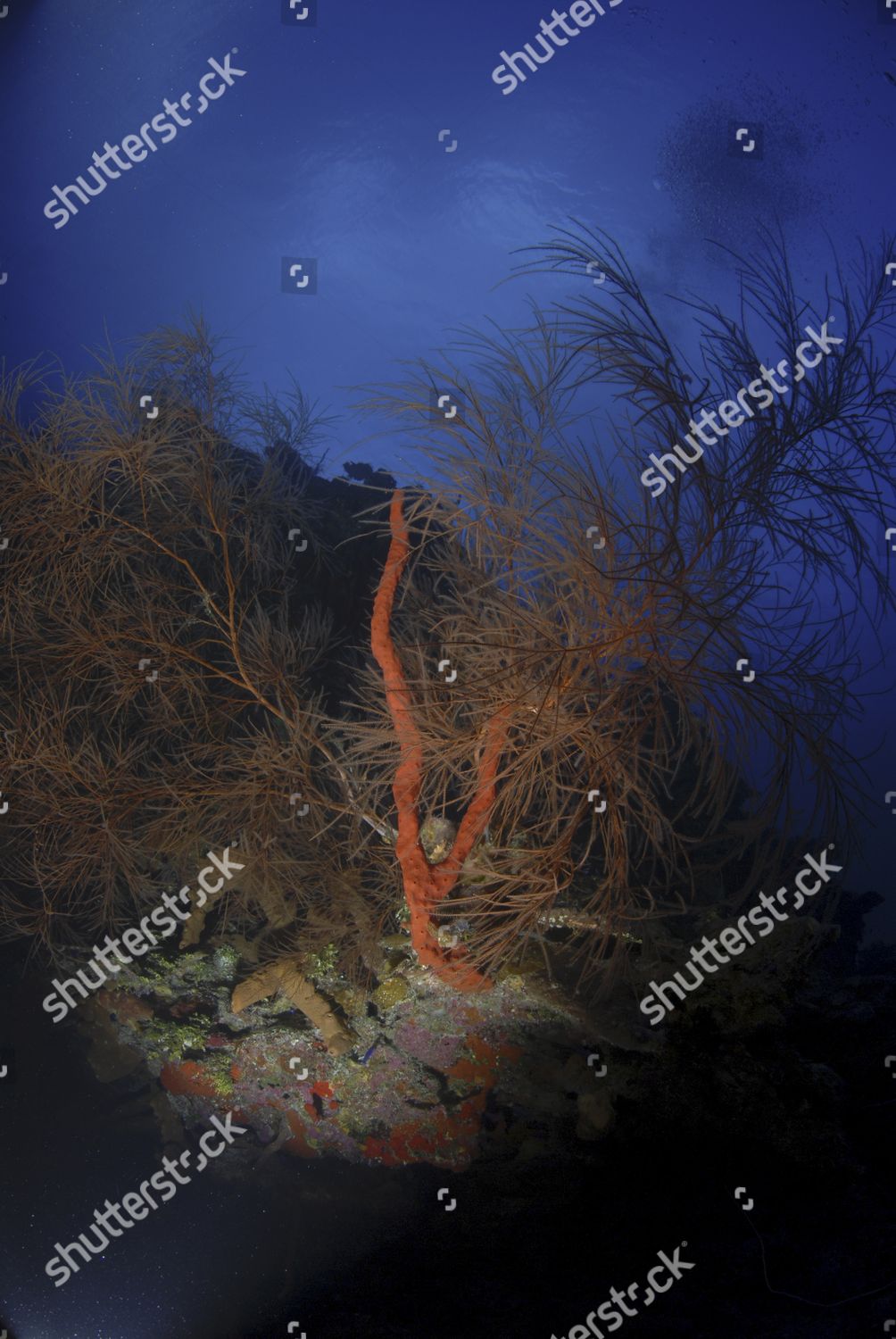 Red Rope Sponges Aplysina Caulifrons On Editorial Stock Photo - Stock ...