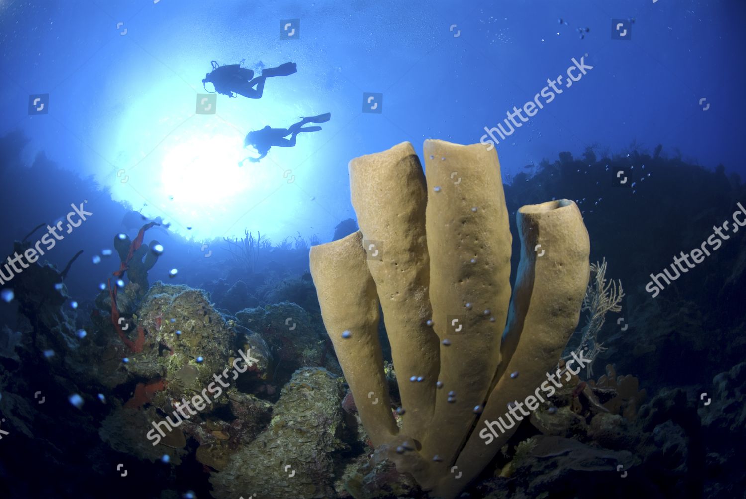 Brown Tube Sponge Agelas Conifera Stand Editorial Stock Photo - Stock ...