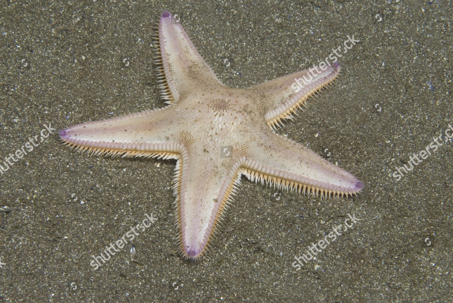 Burrowing Starfish Astropecten Irregularis Typical Shape Editorial ...