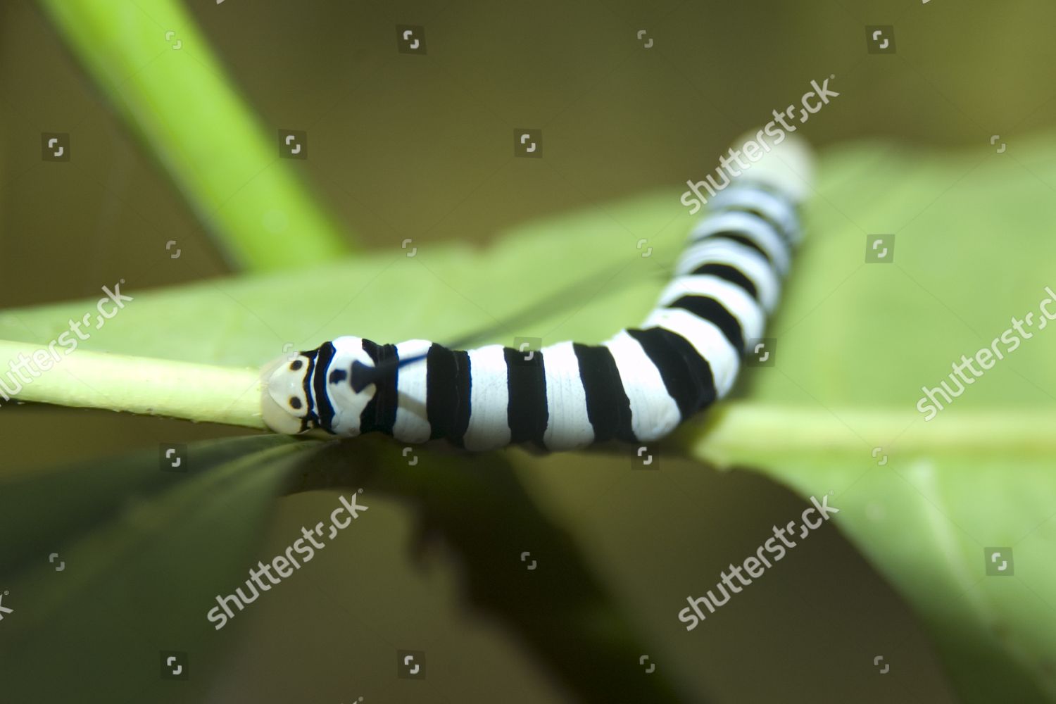Sphingidae Moth Larvae On Leaf Mamiraua Editorial Stock Photo - Stock ...