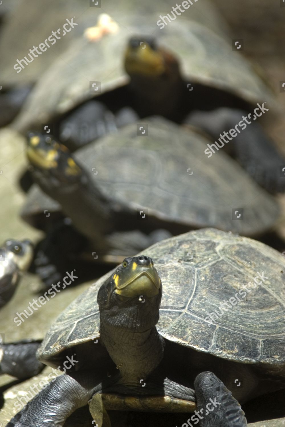Yellow Spotted Amazon River Turtles Podocnemis Editorial Stock Photo ...