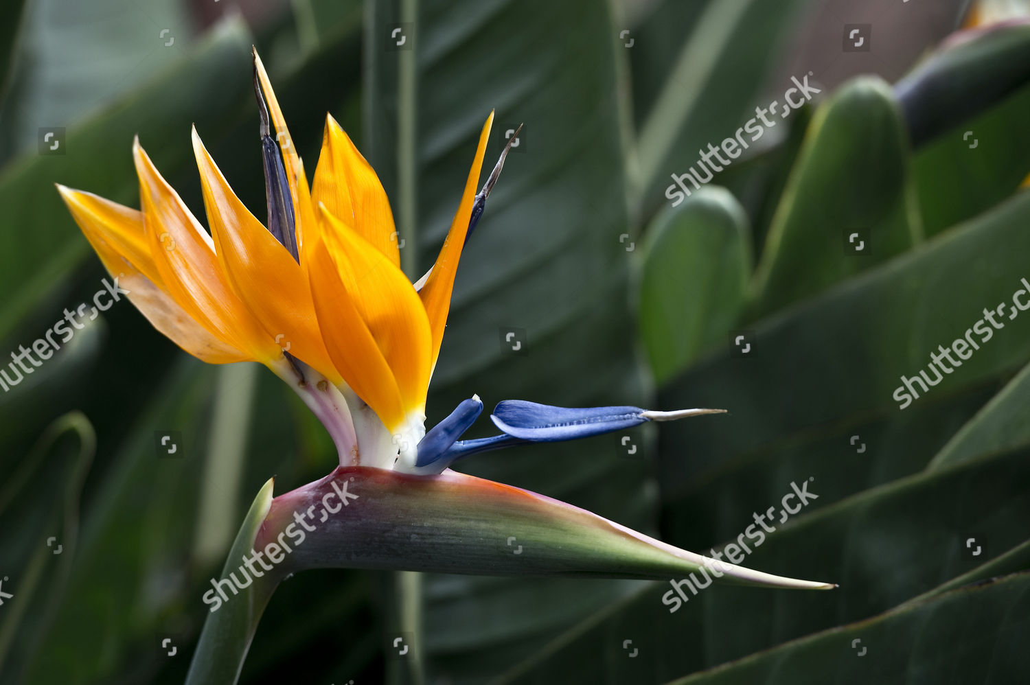 Strelitzia Strelitzia Botanical Garden Puerto De Editorial Stock Photo ...