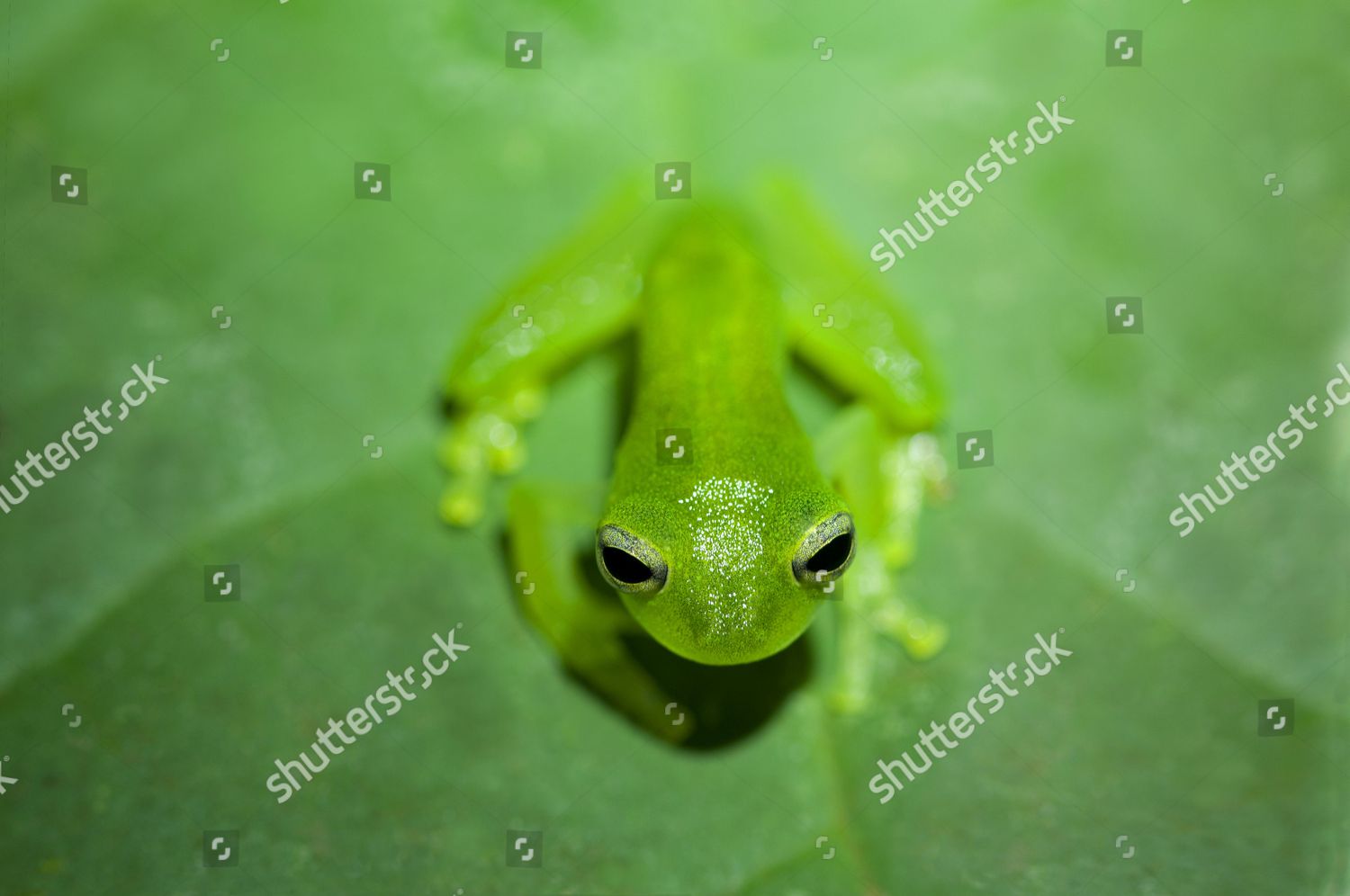 Glass Frog Cochranella Midas Tiputini Rainforest Editorial Stock Photo ...