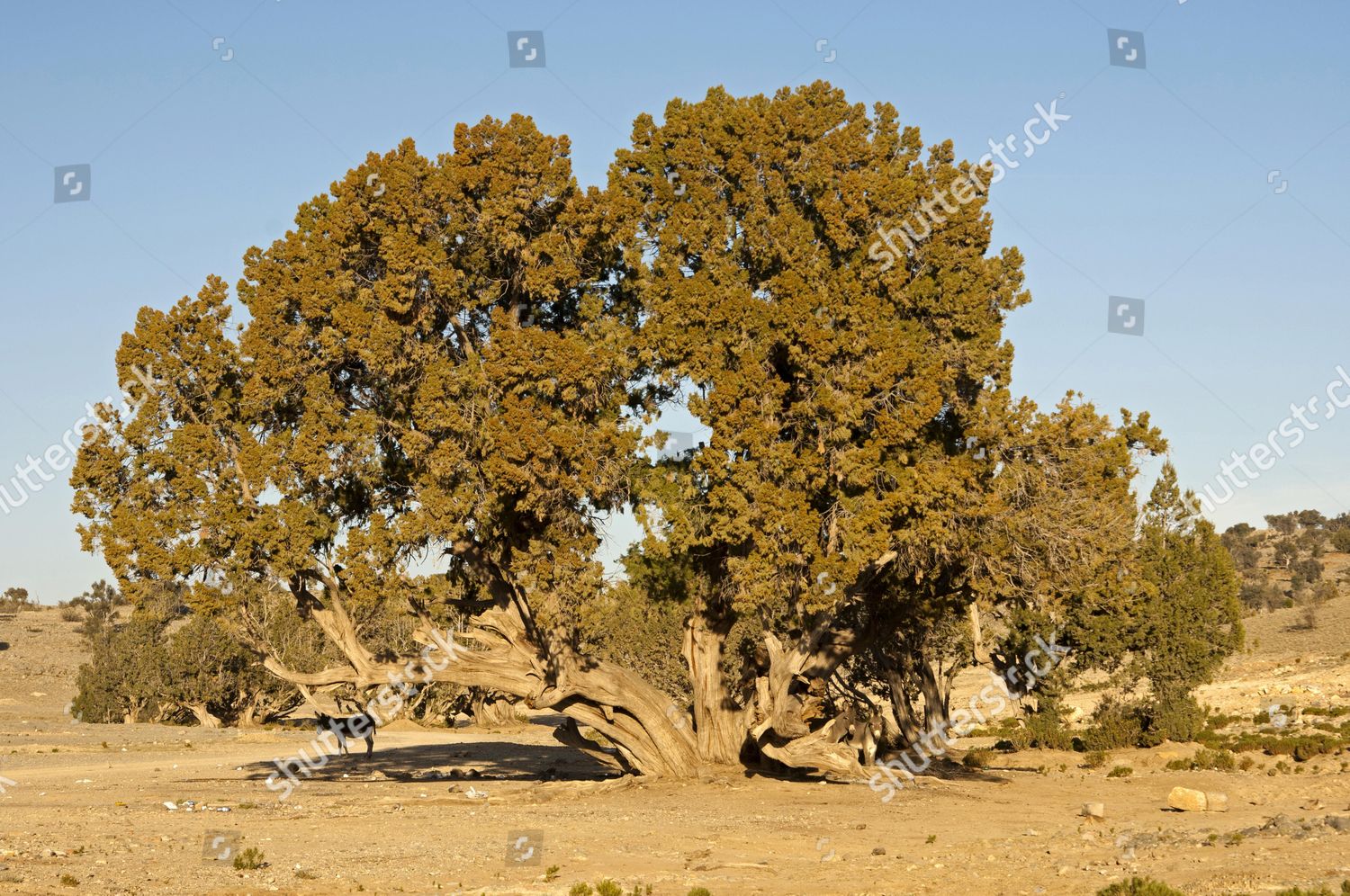 Persian Juniper Juniperus Excelsa Subsp Polycarpos Editorial Stock ...