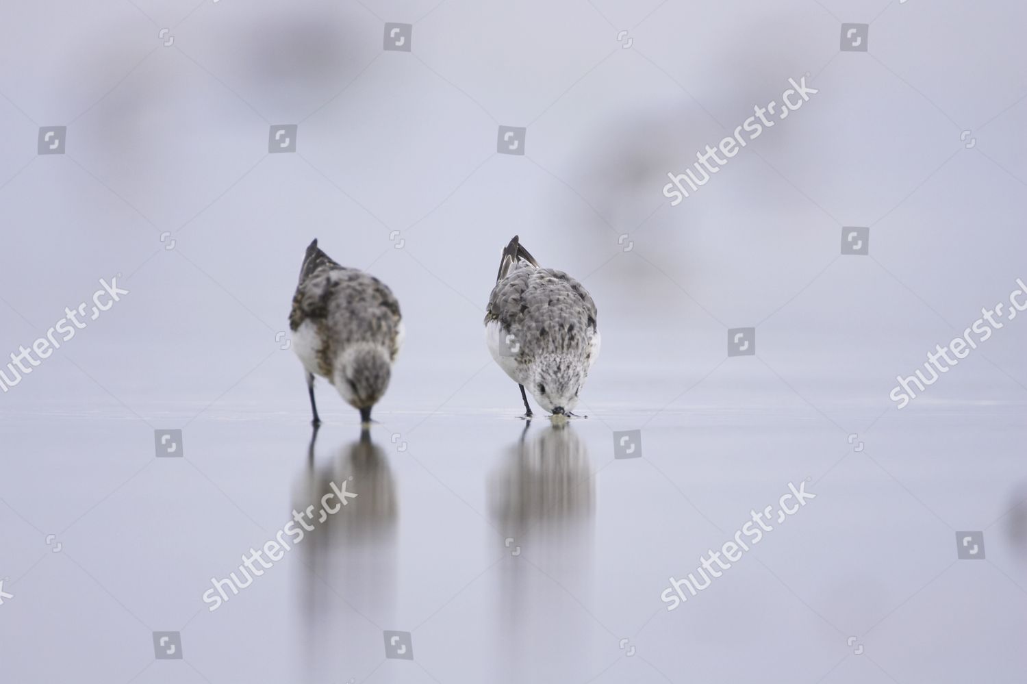 Sanderling Calidris Alba Beak Sand Drilling Editorial Stock Photo ...