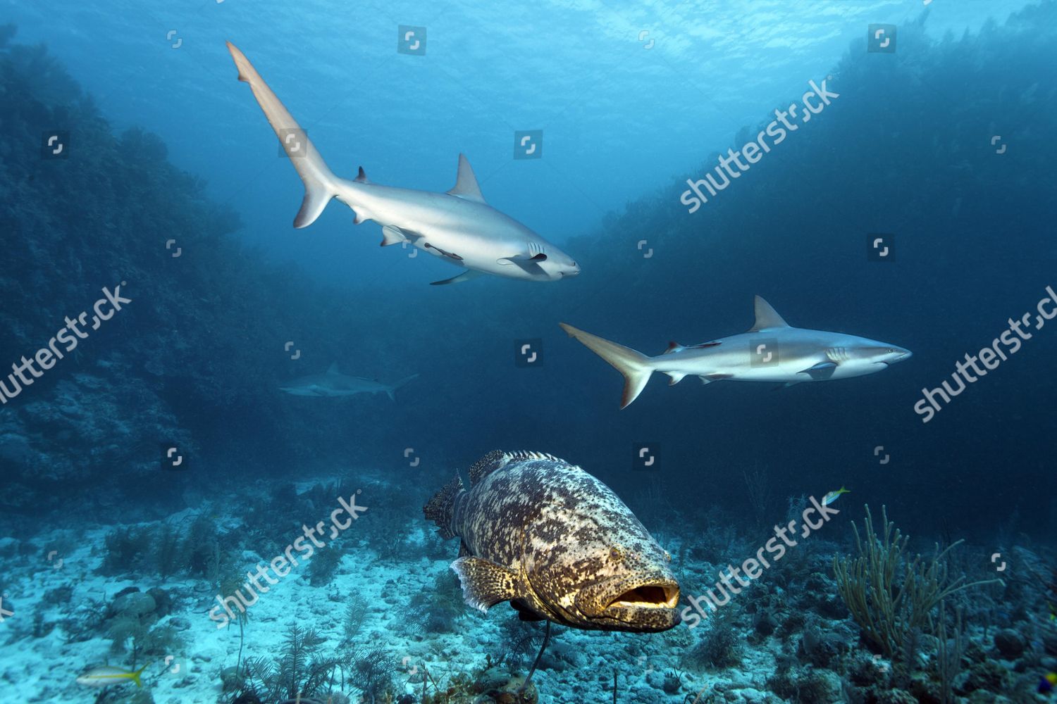 Atlantic Goliath Grouper Fish Itajara Jewfish Editorial Stock Photo ...