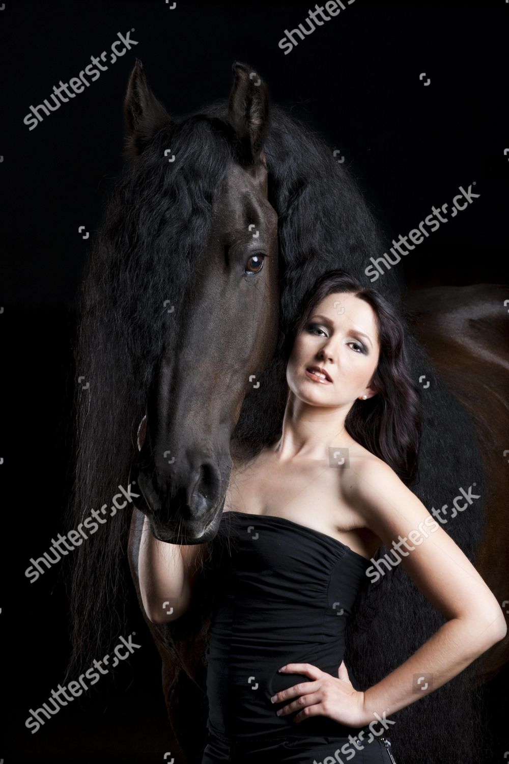 Model Released Friesian Frisian Horse Breed Editorial Stock Photo ...