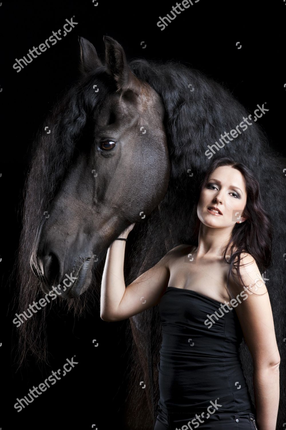 Model Released Friesian Frisian Horse Breed Editorial Stock Photo ...