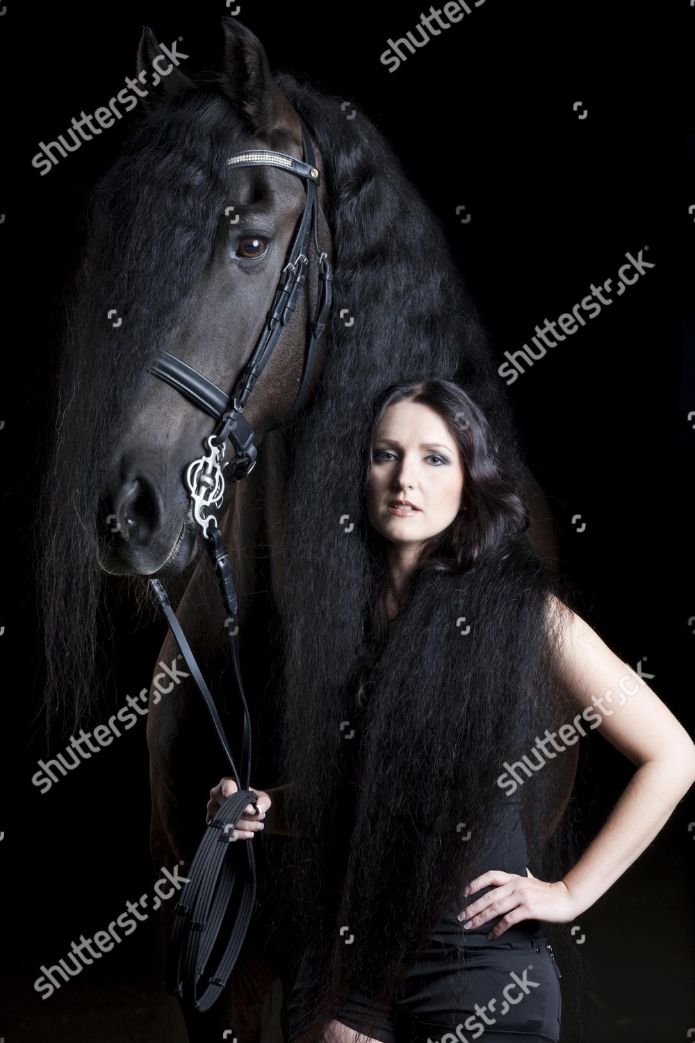 Model Released Friesian Frisian Horse Breed Editorial Stock Photo ...