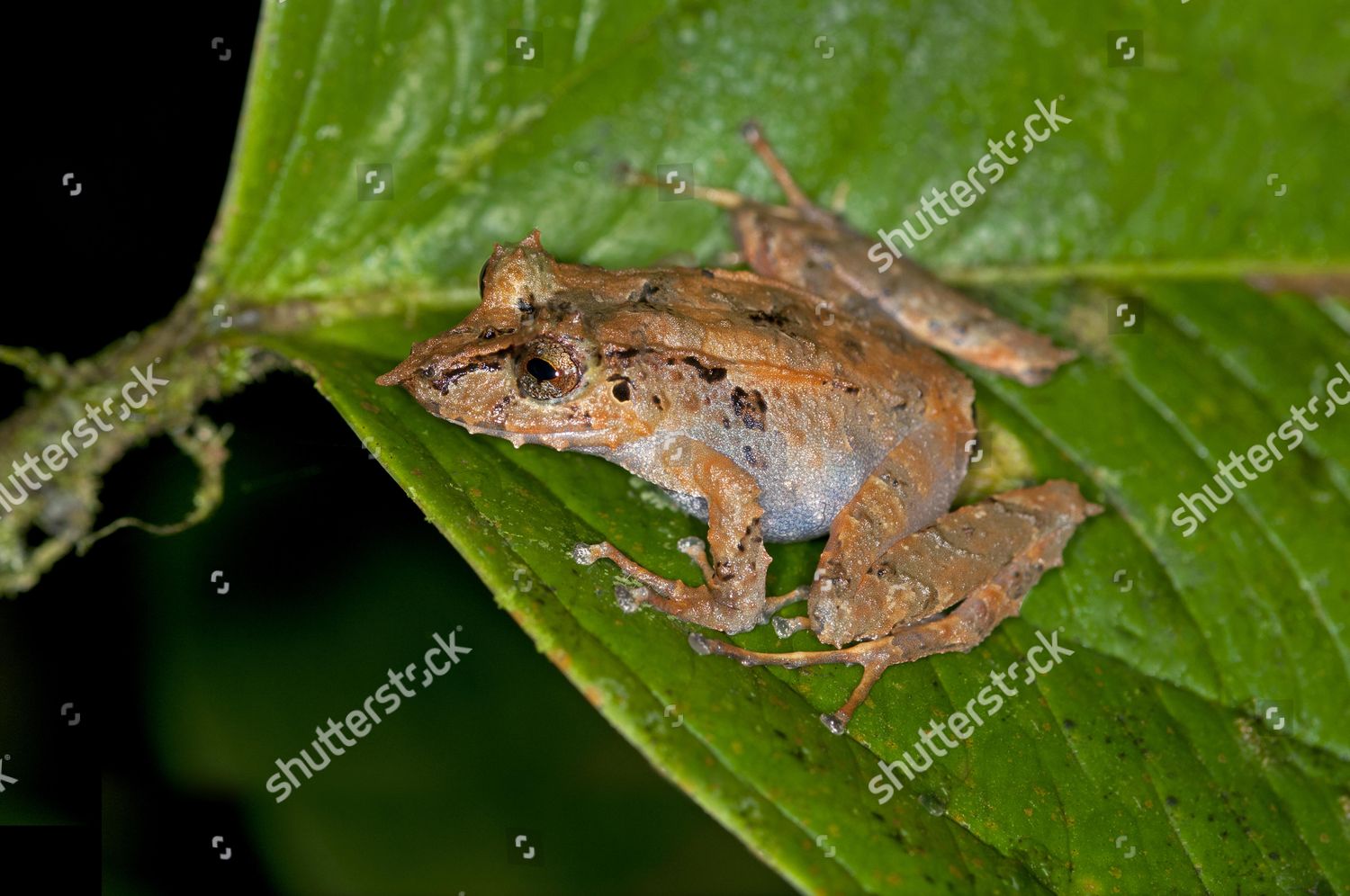 Longsnouted Robber Frog Pristimantis Appendicularis Tandayapa Editorial ...