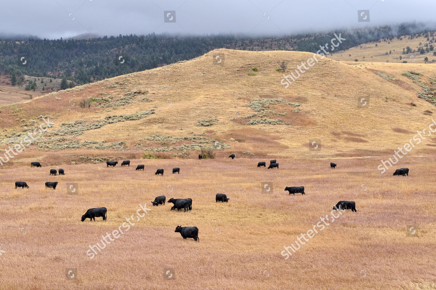Black Cattle Grazing Dead Indian Pass Editorial Stock Photo - Stock ...