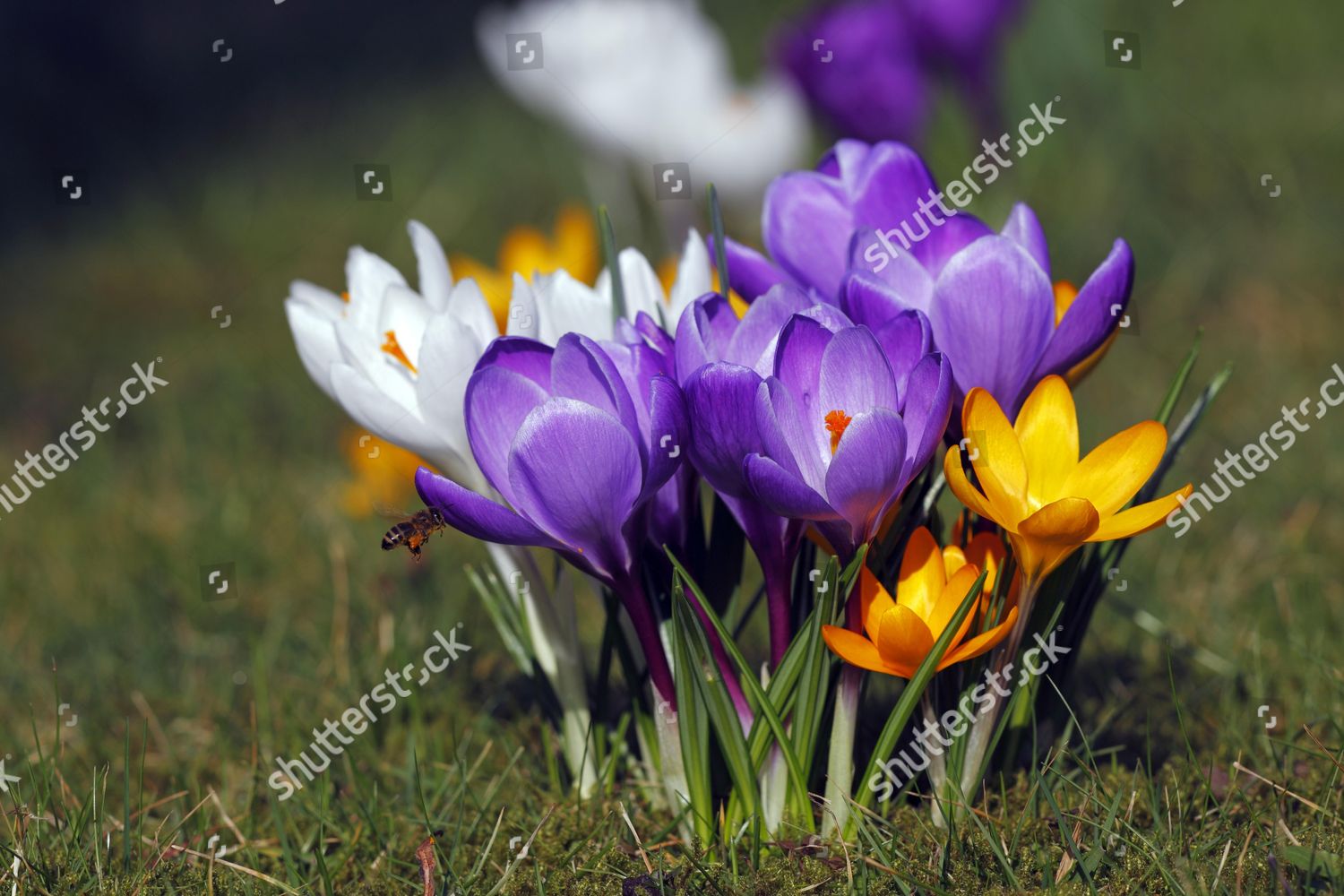 Flowering Giant Dutch Crocus Spring Crocus Editorial Stock Photo ...