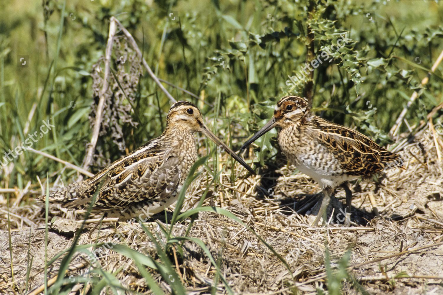 Common Snipe Gallinago Young Birds Bird Editorial Stock Photo - Stock ...