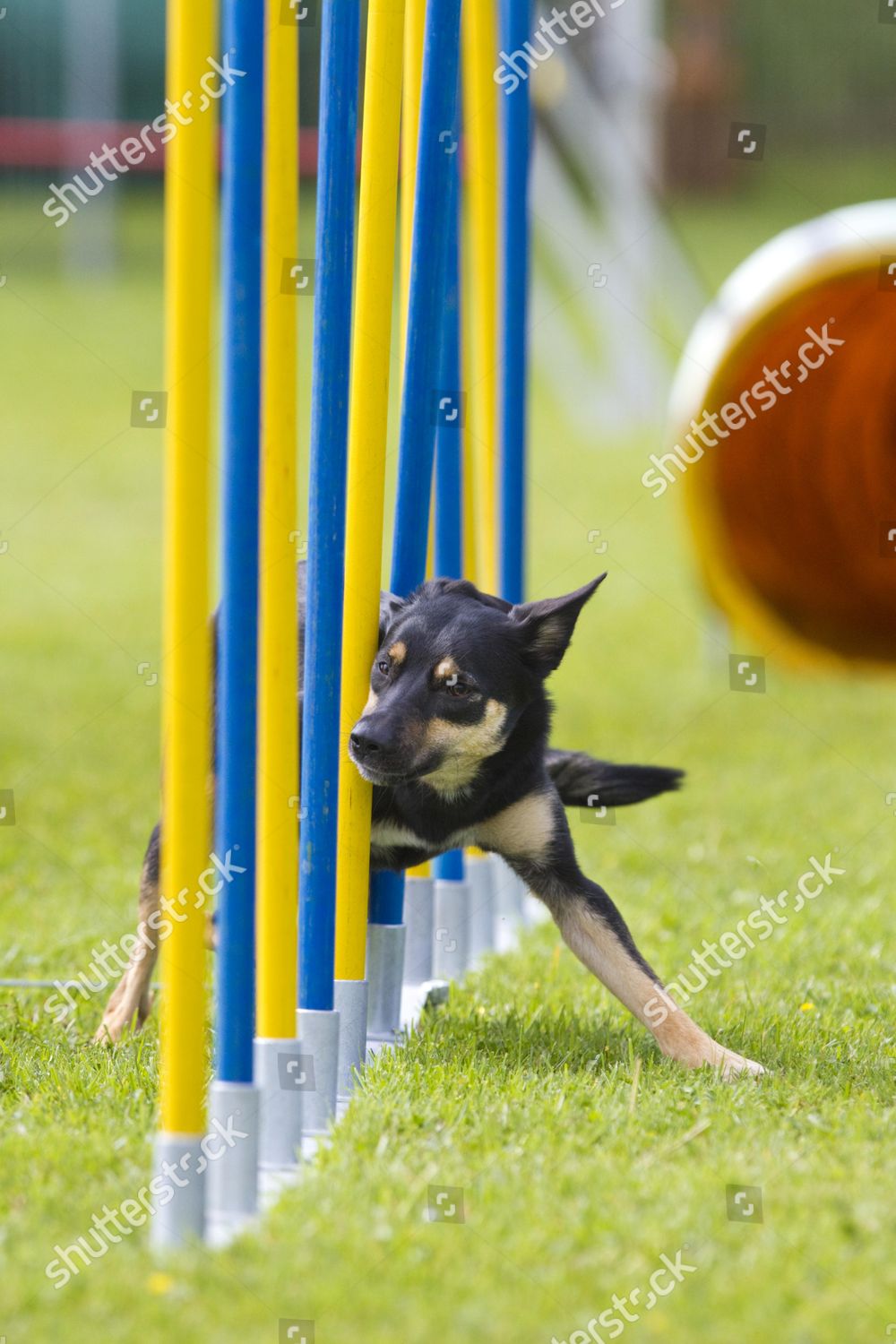 Australian Kelpie Running Through Slalom Agility Editorial Stock Photo ...