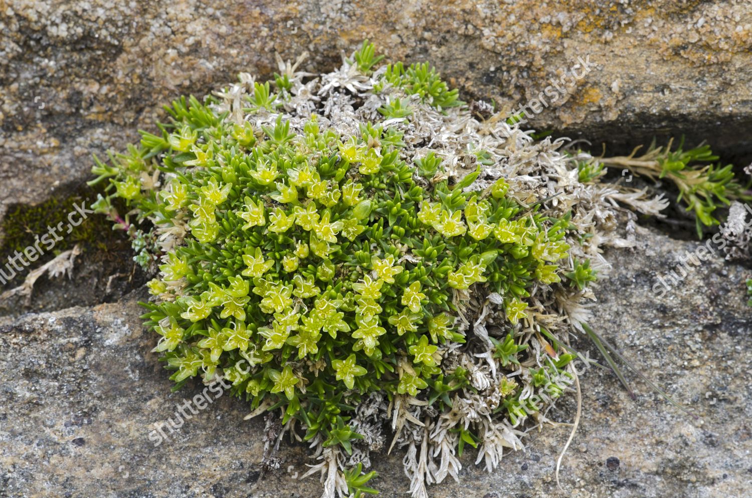 Mossy Cyphel Dwarf Cherleria Minuartia Sedoides Editorial Stock Photo ...