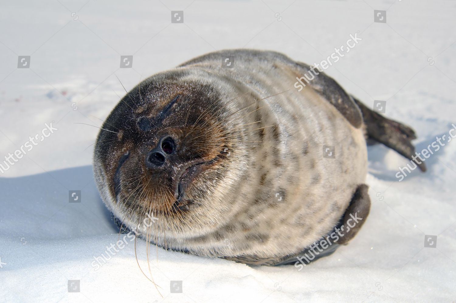 Ringed Seal Pusa Hispida Kareliya North Editorial Stock Photo - Stock ...
