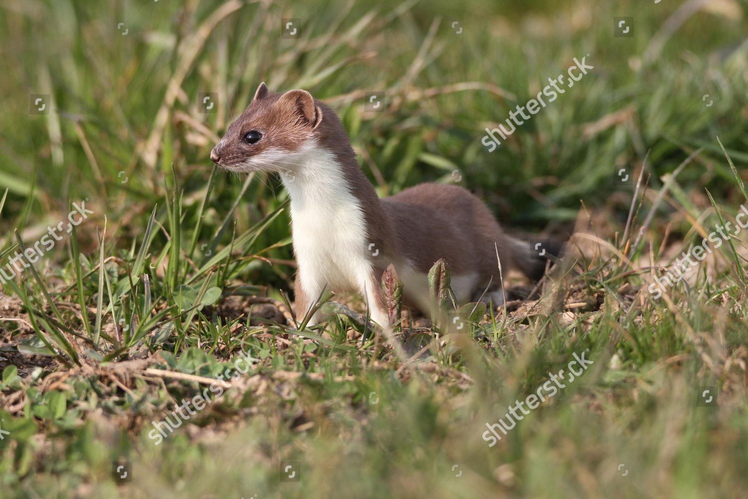 Ermine Shorttailed Weasel Mustela Erminea Summer Editorial Stock Photo ...