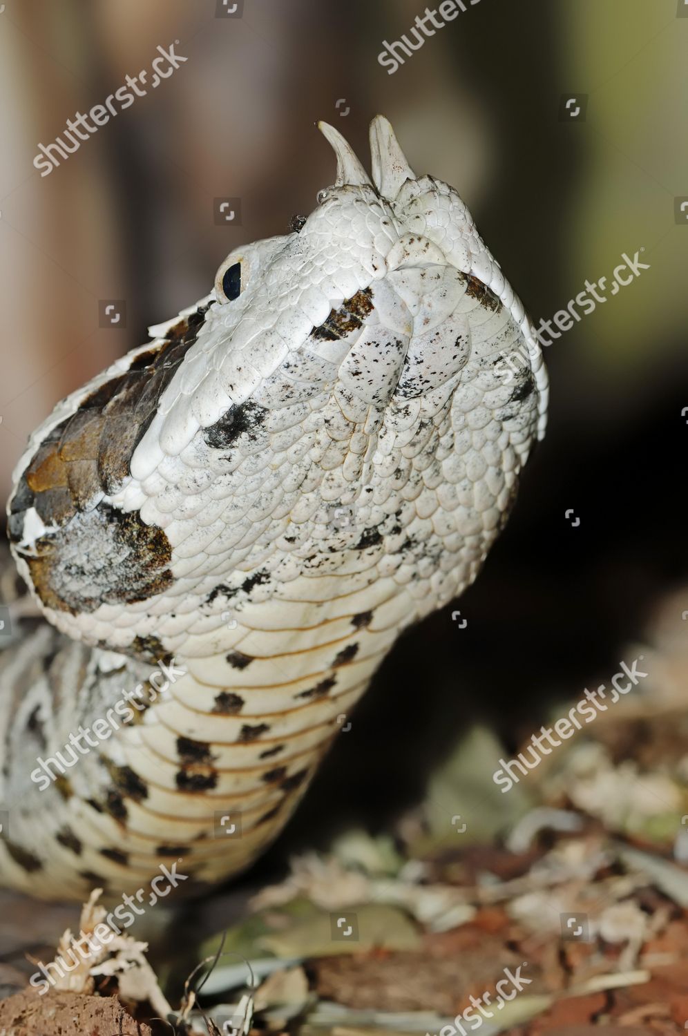 West African Gaboon Viper Gaboon Adder Editorial Stock Photo - Stock ...