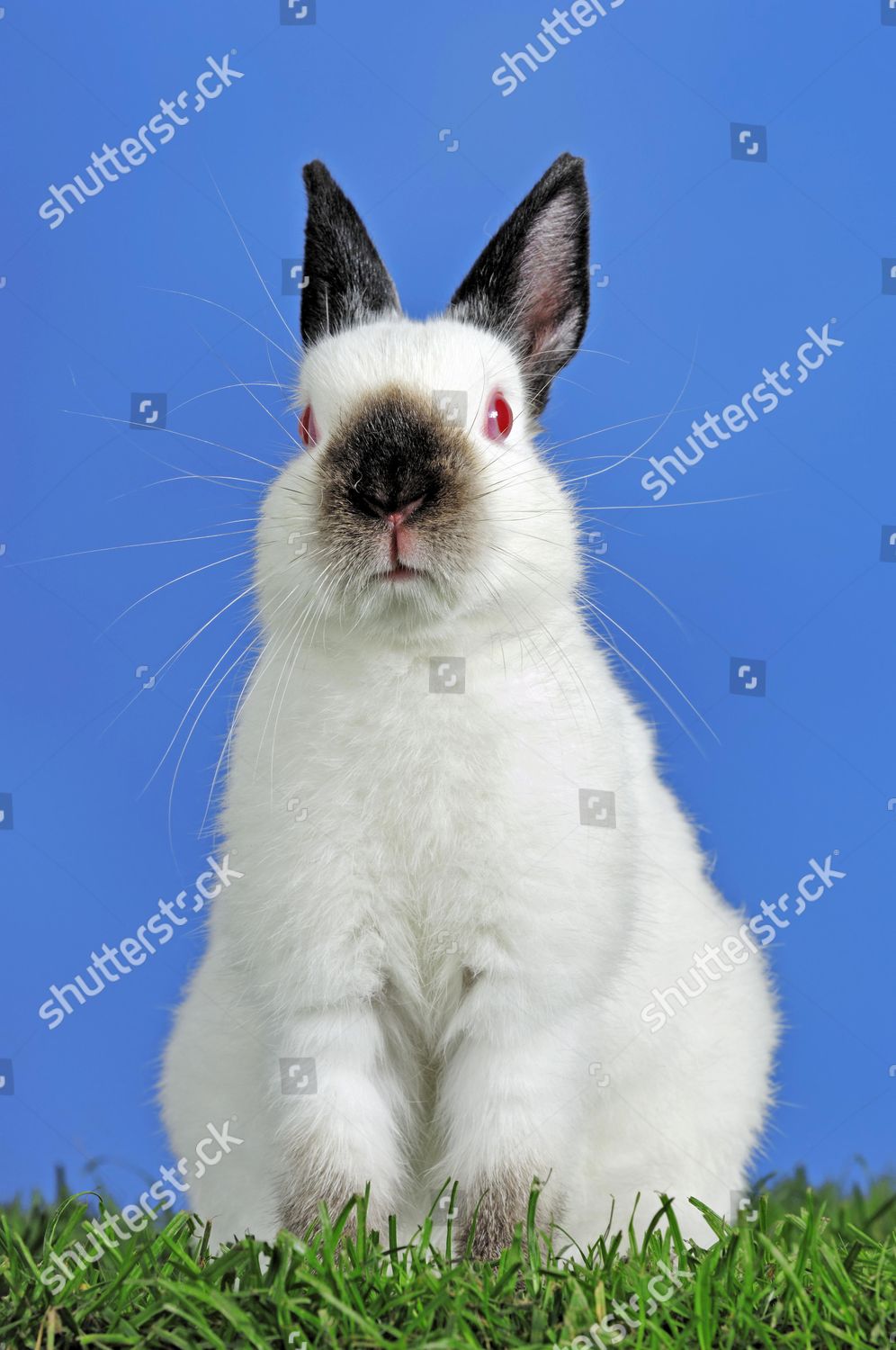 Black Himi Dwarf Rabbit Oryctolagus Cuniculus Editorial Stock Photo ...