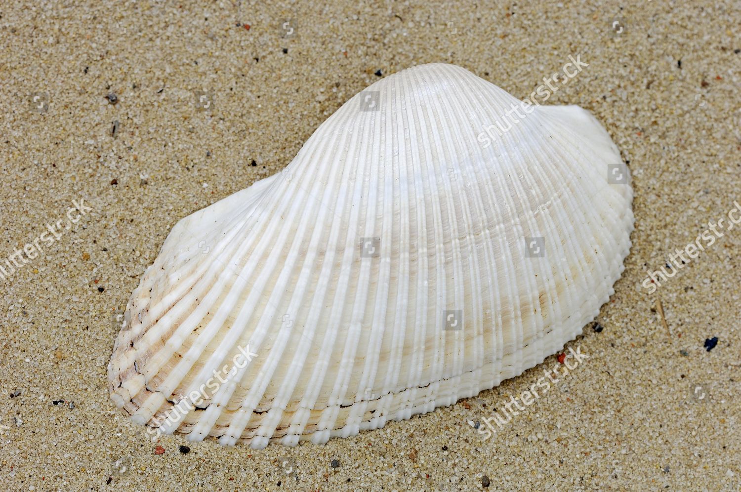 Shell Transverse Ark Anadara Transversa Sanibel Editorial Stock Photo ...