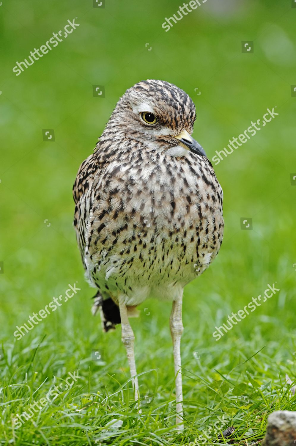 Spotted Thickknee Spotted Dikkop Burhinus Capensis Editorial Stock ...