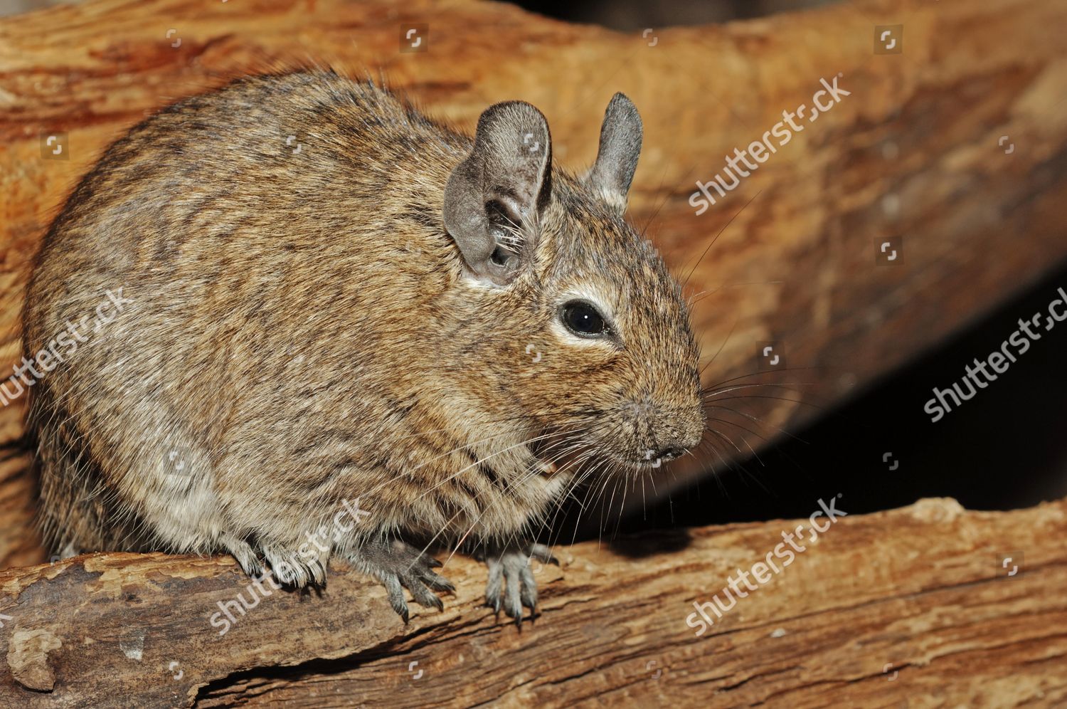 Common Degu Octodon Degus Native South Editorial Stock Photo - Stock ...