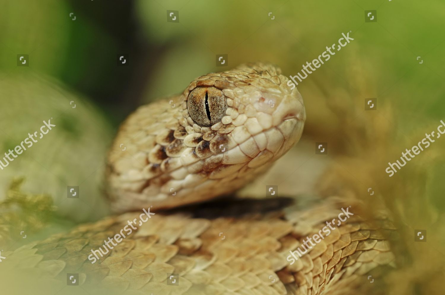 Sawscaled Viper Carpet Viper Echis Carinatus Editorial Stock Photo ...
