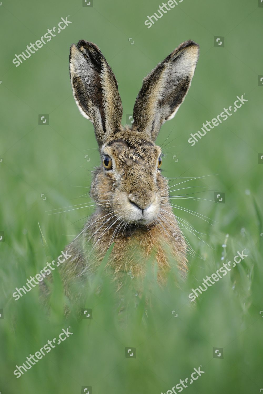 Hare Lepus Europaeus Sitting Corn Field Editorial Stock Photo - Stock ...