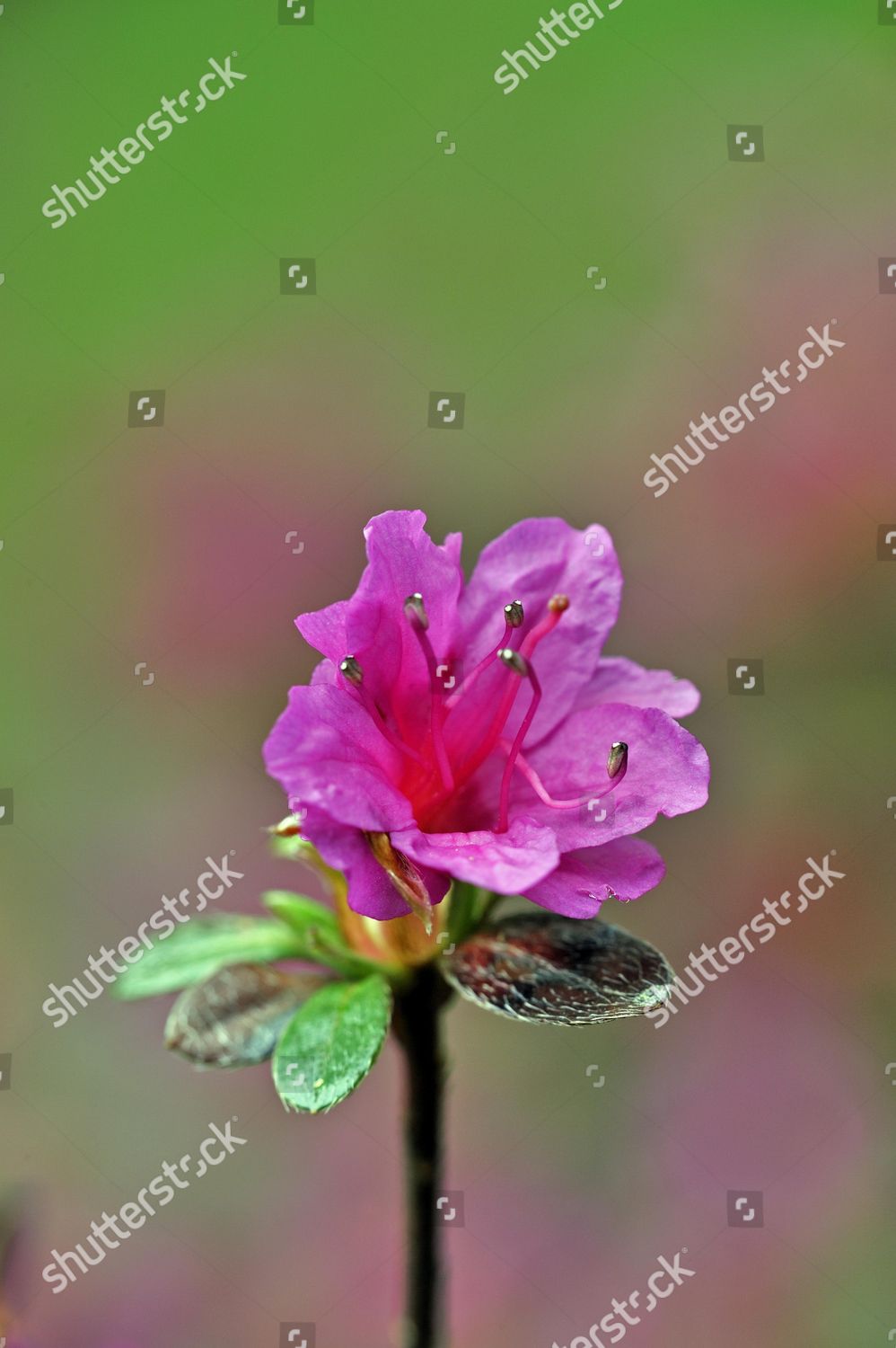 Flowering Kurume Azalea Rhododendron Obtusum Editorial Stock Photo ...